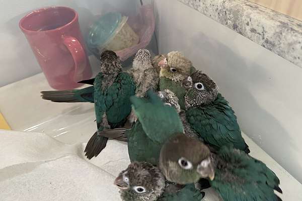 Baby Turquoise Green Cheek Conure