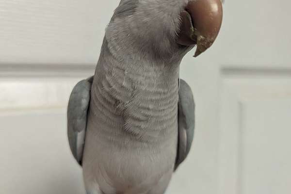 Turquoise Opaline Quaker