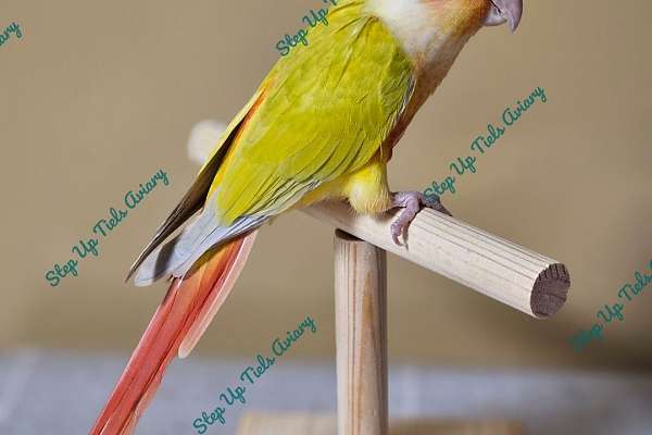 Sun Cheek (Green Cheek) Conure