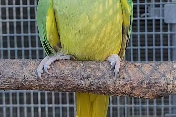 Male Green Cleartail Indian Ringneck