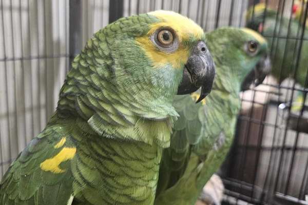 Male Blue-fronted amazon