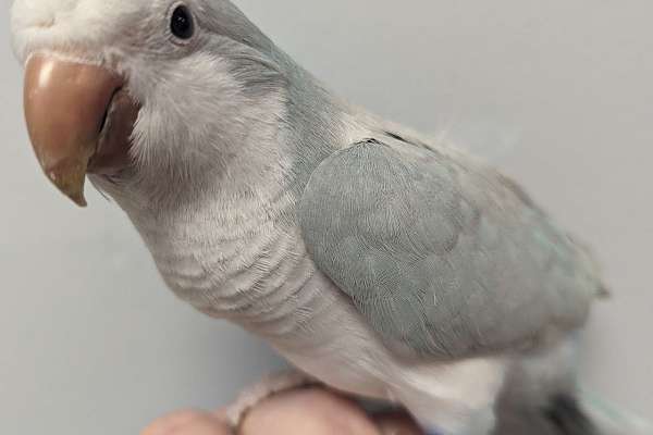 Turquoise Opaline Quaker