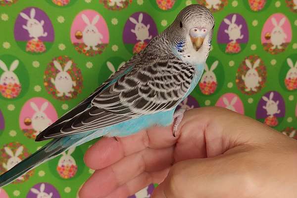 English Budgie Hybrid