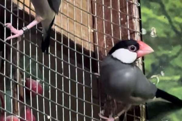 Java Rice Finch Babies