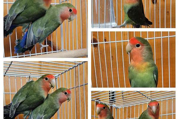 green lovebirds