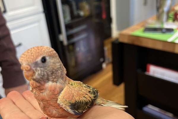 Bourke Parakeets - (Midwest)