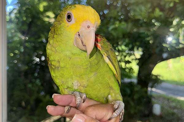 Double Yellow Amazon baby female