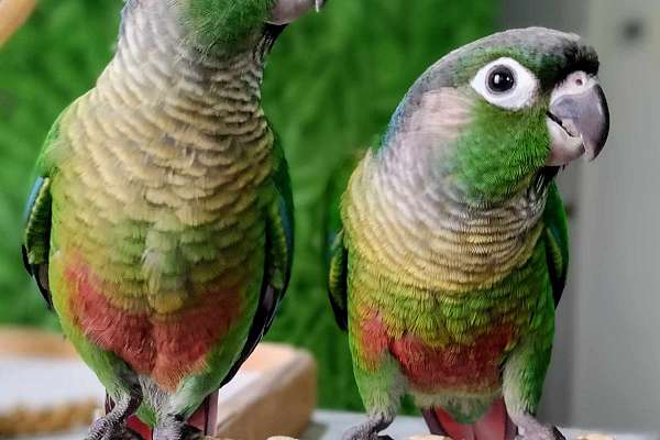 Green Cheek Conure handfed babies