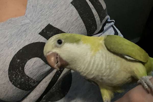 Green Opaline Quaker