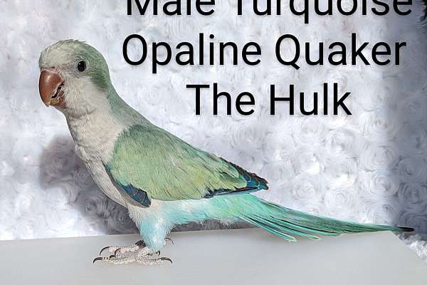 Turquoise Opaline Quaker