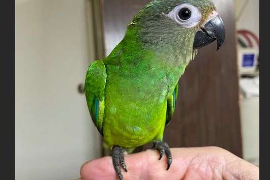 Dusky Conure