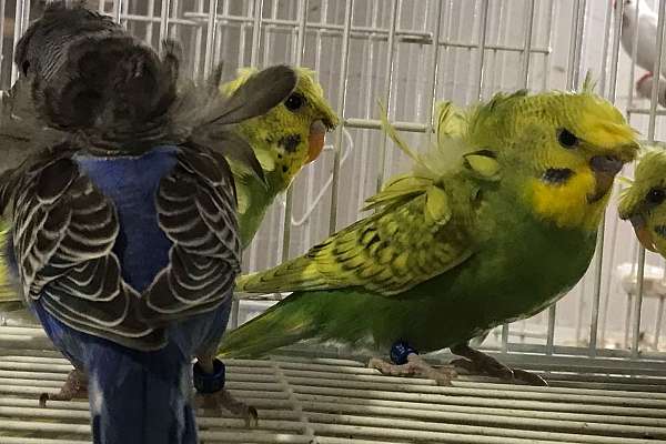 Helicopter Budgies