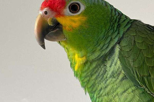Red lored amazon