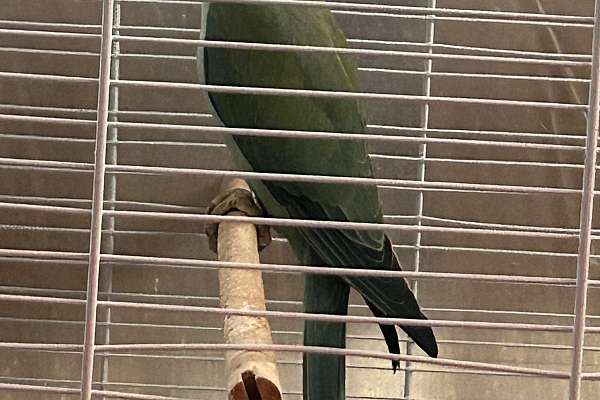 Turquoise Indian ringneck