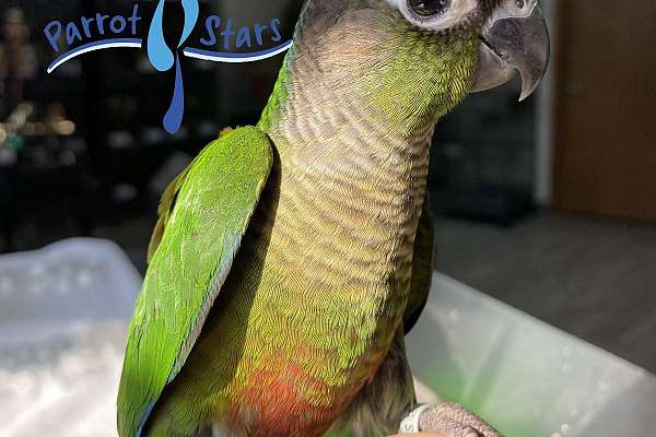 Baby Normal Green Cheek Conure Available at Parrot Stars