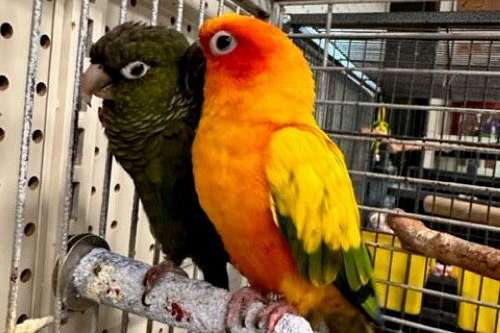 Sun Conure/Fiery Shoulder Conure Pair