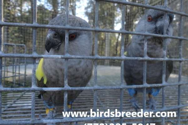 Two female Ruppell's Parrot available at $2,000 ea, or trade one for a male