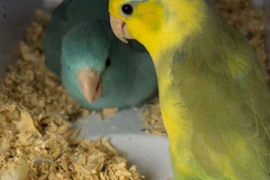 Bonded Proven Breeding Pair for sale (with newly hatched babies and eggs)