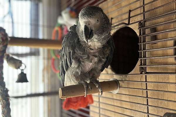 African grey breeding pair price.