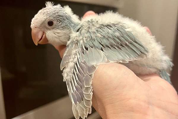 Pallid Blue Quaker Baby