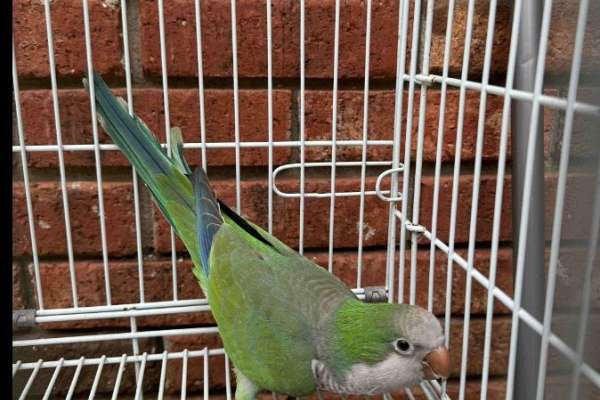 Turquoise quaker parrot Male