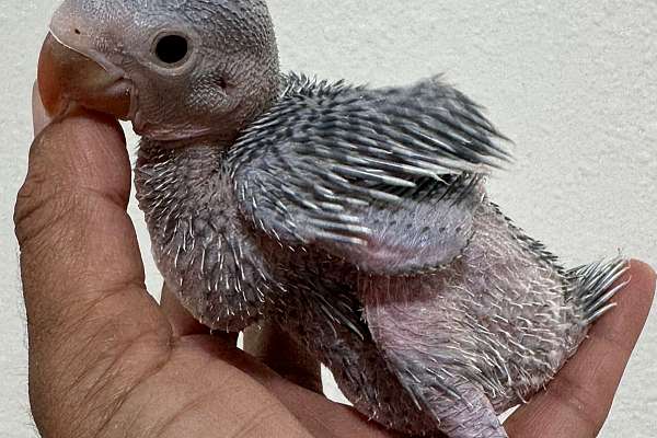 Indian ringneck babies