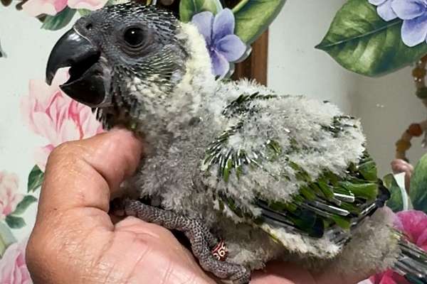 Nanday conure babies