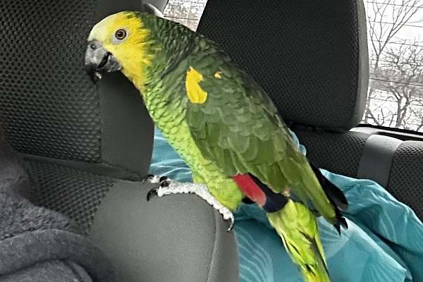 Yellow shoulder