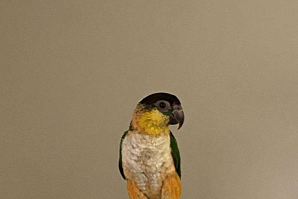 Black Headed Caique female