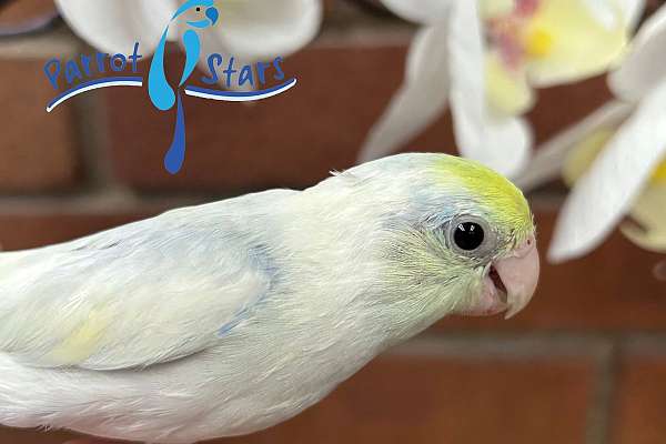 Baby Dilute Turquiose Pacific Parrotlet Available at Parrot Stars!