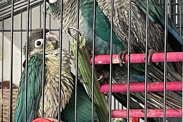 Turquoise green conure pairs