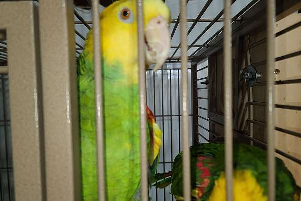 Double Yellow Amazon pair