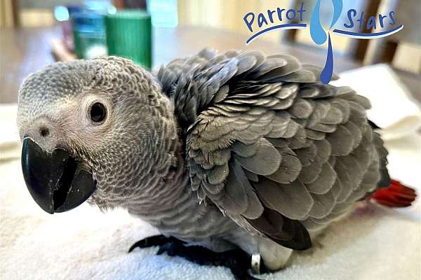 Baby Congo African Grey Available at Parrot Stars