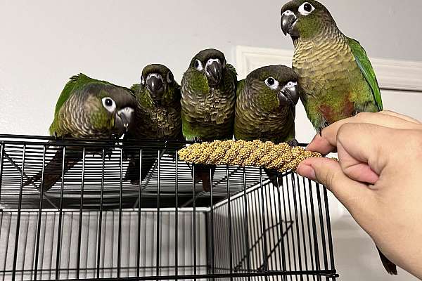 Hand Fed Conures