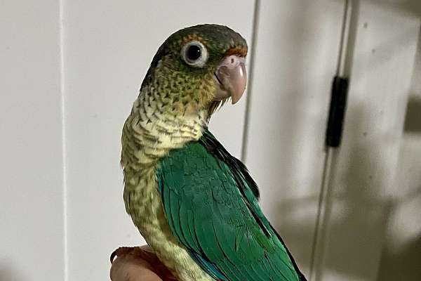 Flashy Yellowsided Turquoise Baby