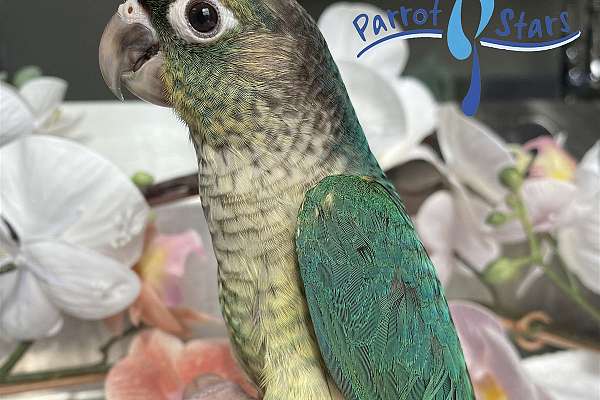 Baby Turquoise Yellow Side Green Cheek Conure Available at Parrot Stars!