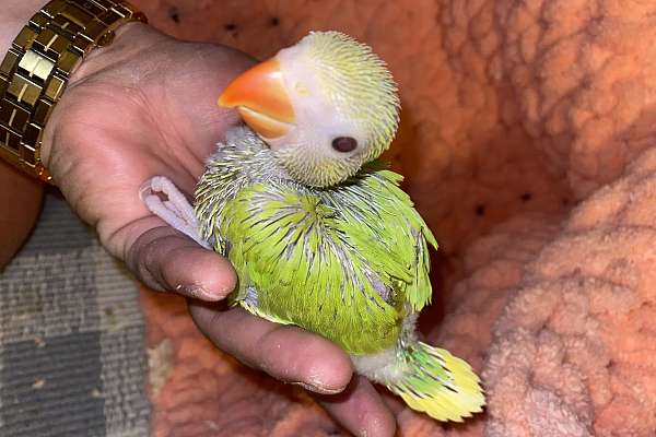 Pallidino Indian Ringneck