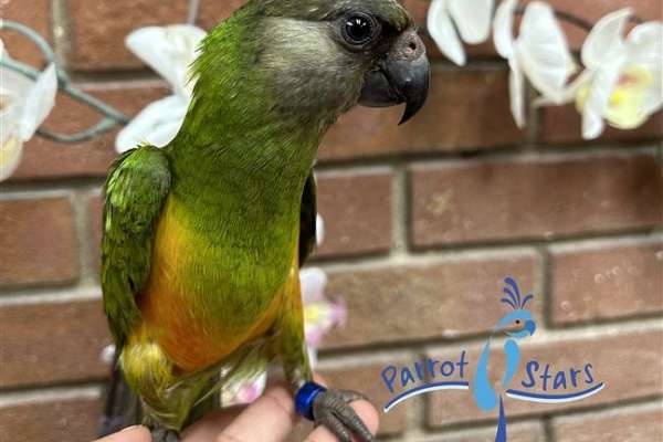 Baby Senegal (Poicephalus senegalus) Available at Parrot Stars!