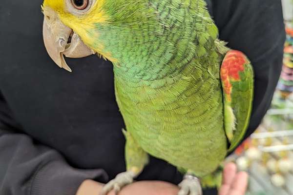 Double Yellow Headed Amazon