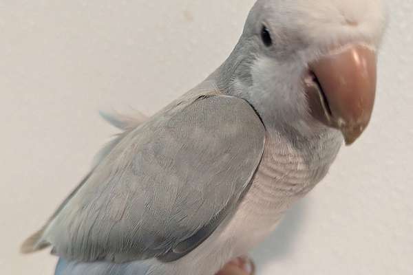 Turquoise Opaline Quaker