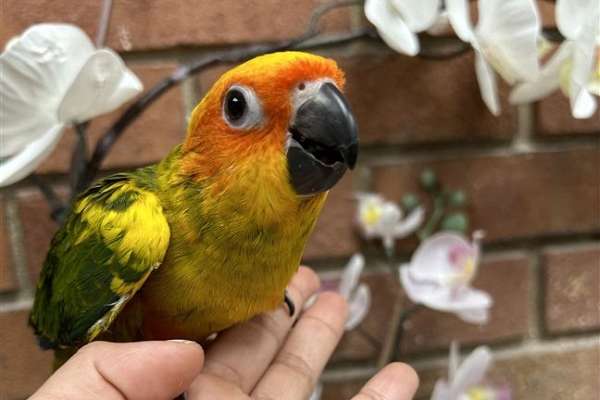 Baby Sun Conure available at Parrot Stars!
