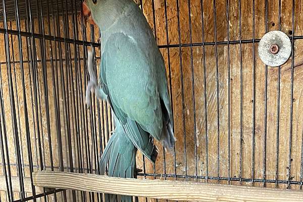 Ringneck turquoise