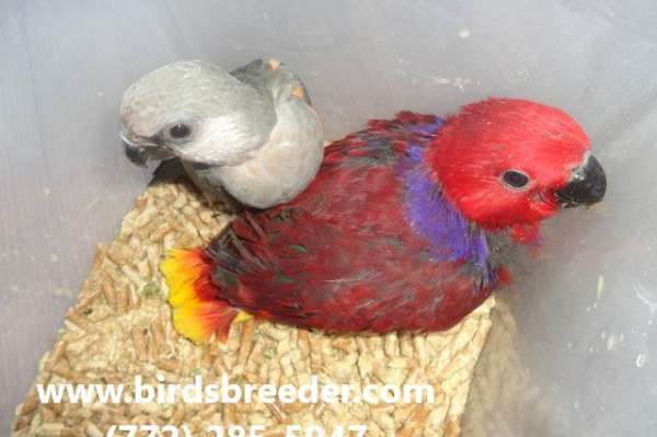 One baby pure Vosmaeri Eclectus remaining for $3,000
