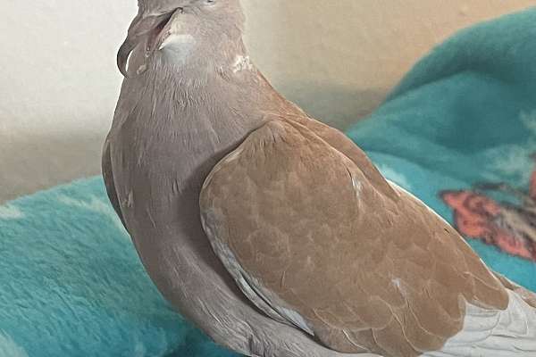 Male Ringneck Dove