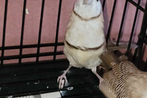 Cinnamon Owl Finch
