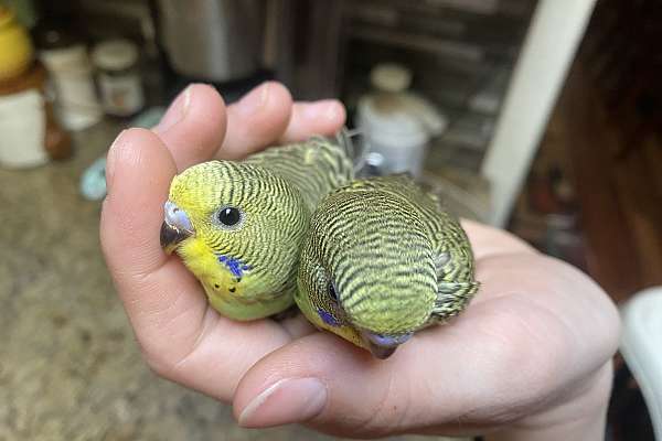 Handfed baby parakeets