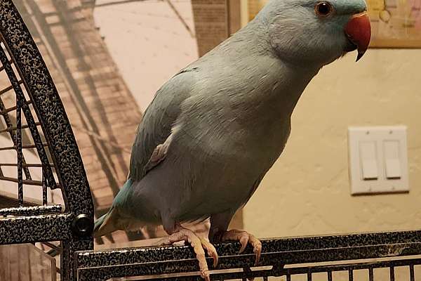 Blue Male Indian Ringneck