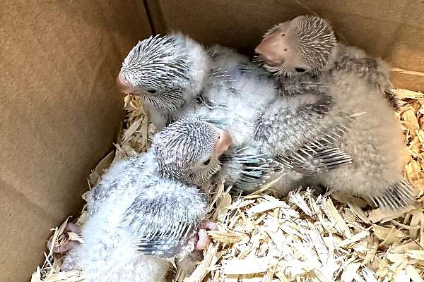 Blue Pallid Baby Quakers