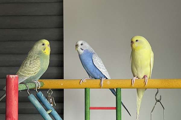 3 Parakeets with 52” cage