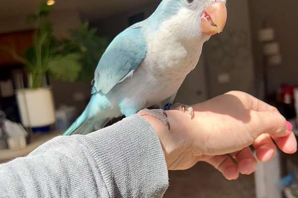 Blue opaline quaker baby